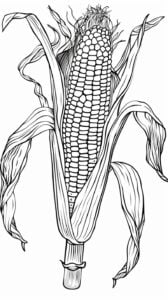 122 Elote Para Colorear - Imágenes Divertidas En Línea